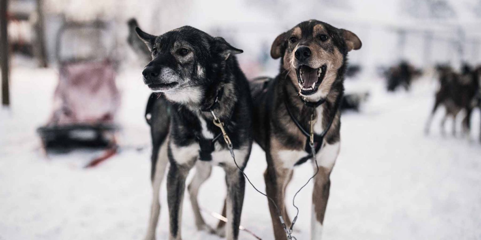Alles wat je wilt weten over husky's - NORDIC