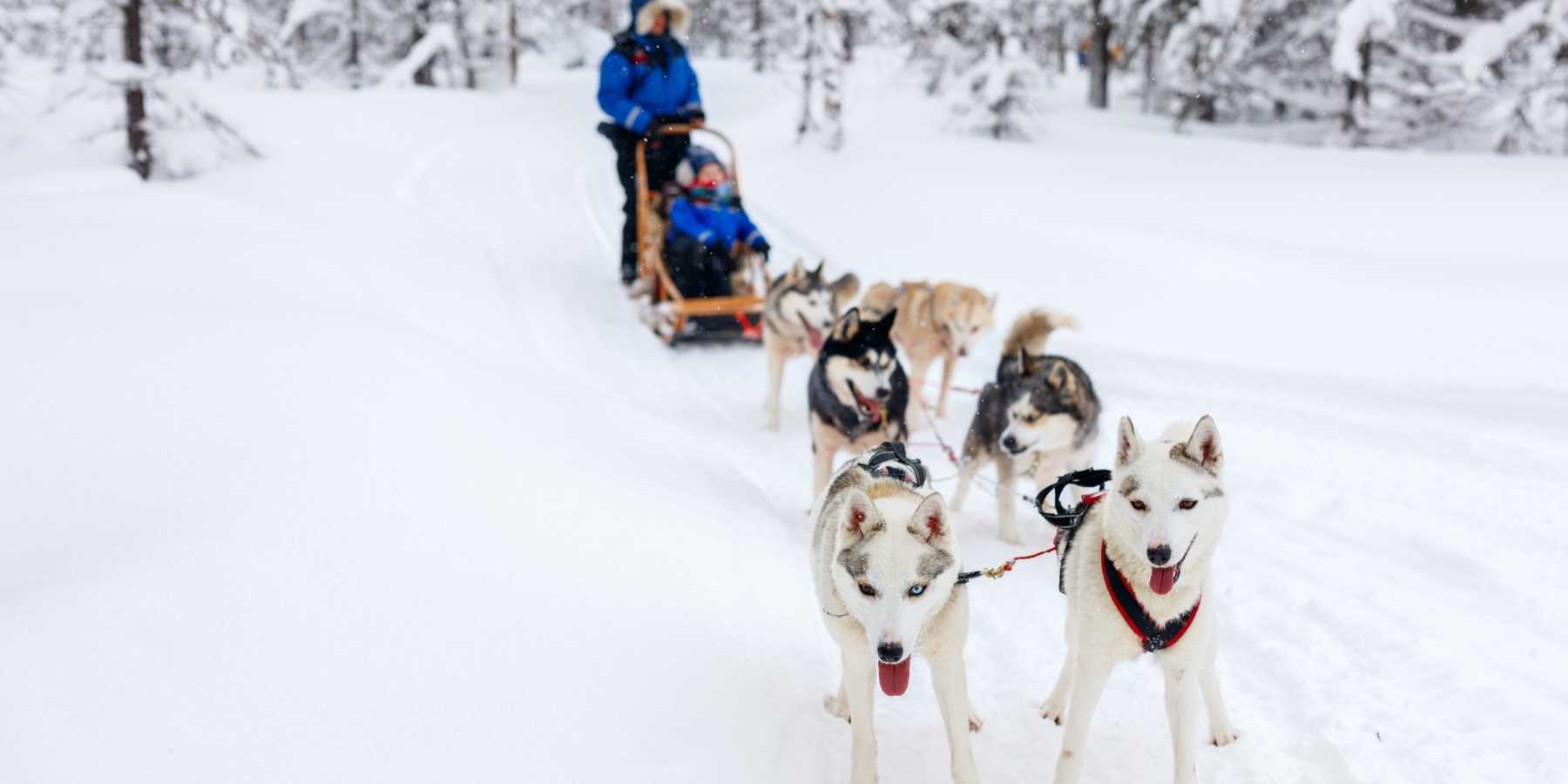 Alles wat je wilt weten over husky's - NORDIC