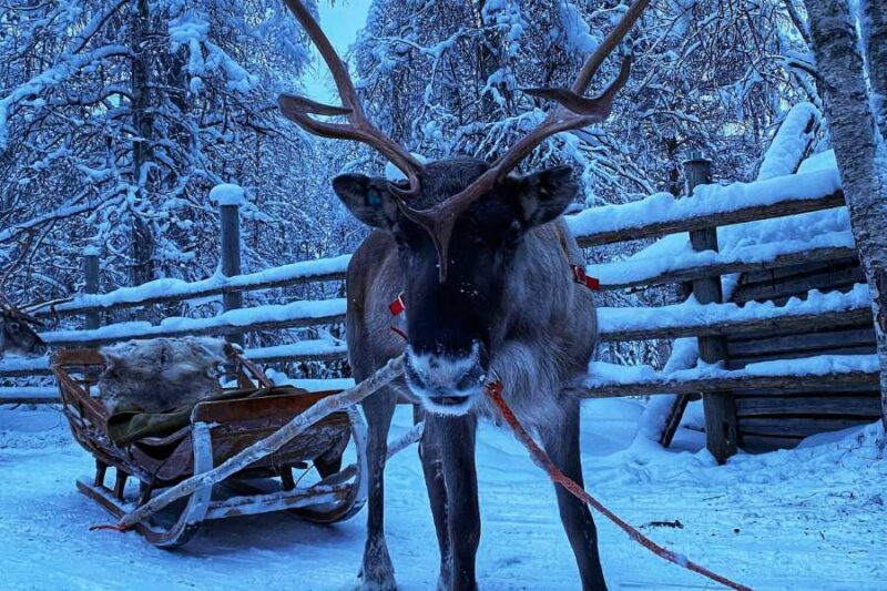 Fins Lapland door de ogen van Ingrid de Jager - NORDIC